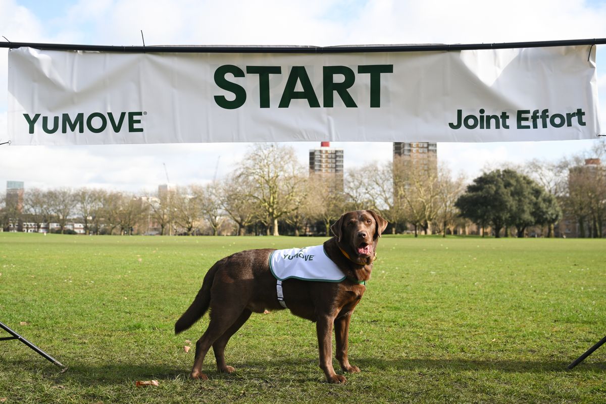 Olympian and world’s fastest vet designs dog relay race | PetsRadar