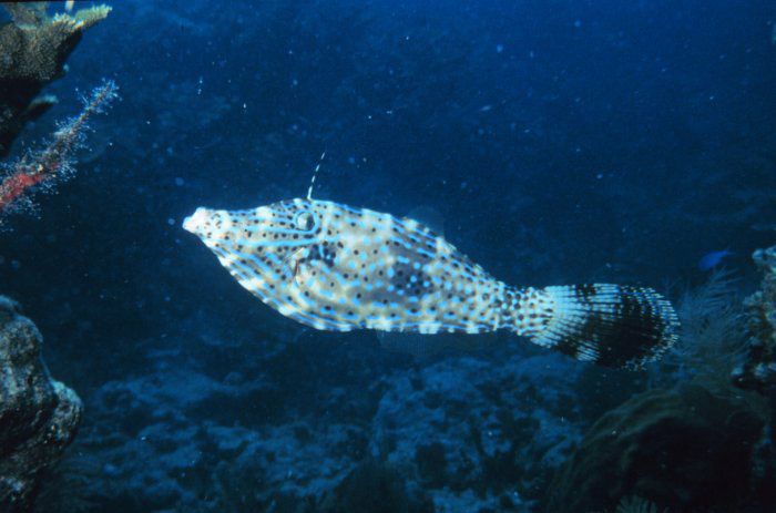 Photos: The freakiest-looking fish | Live Science