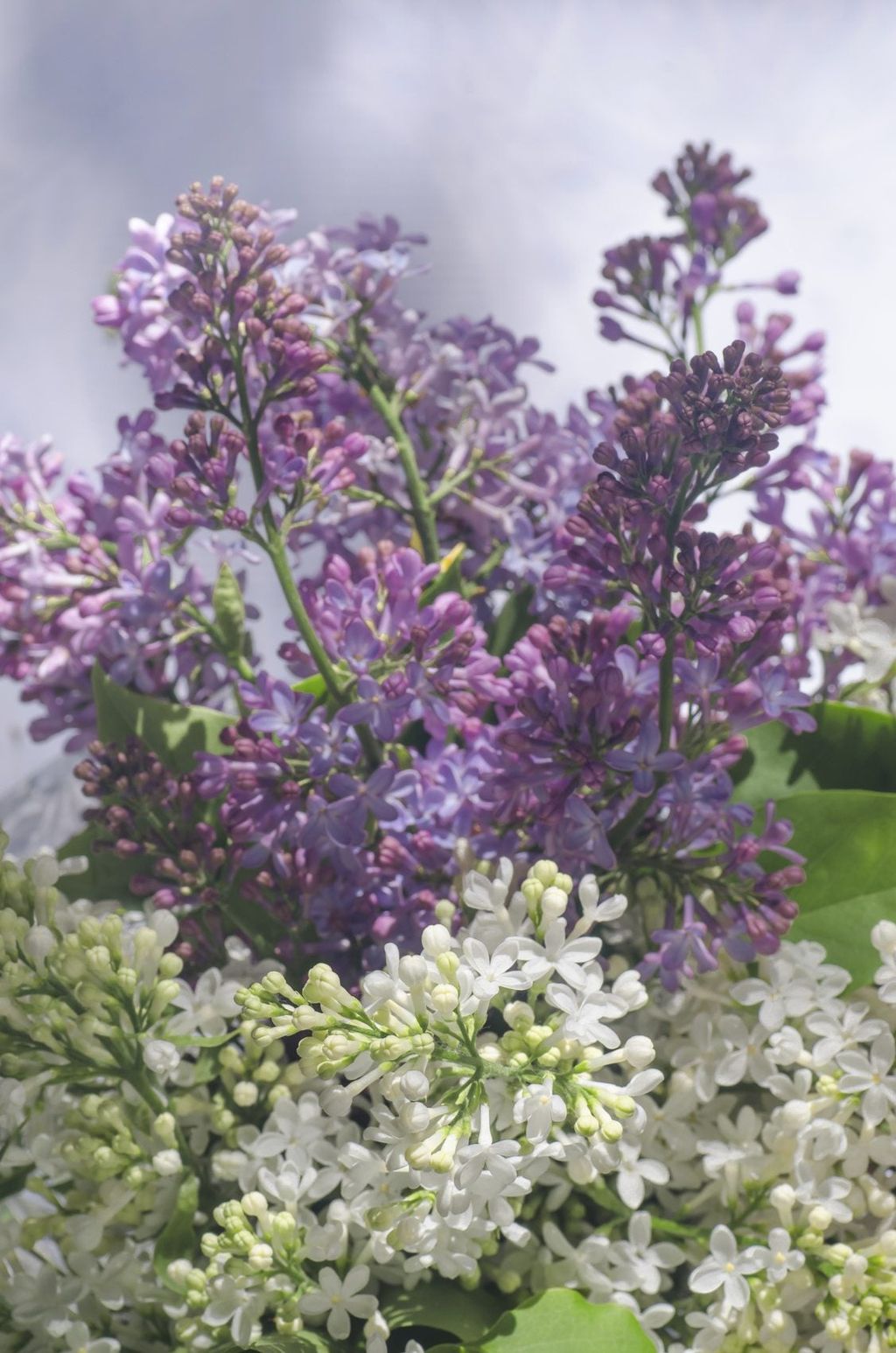 Companion Plants For Lilac Bushes: Learn About Companion Planting With ...