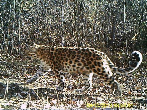 Facts About Leopards | Live Science