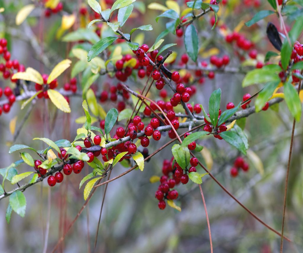 Best trees for wildlife: 10 tree species garden wildlife will love ...