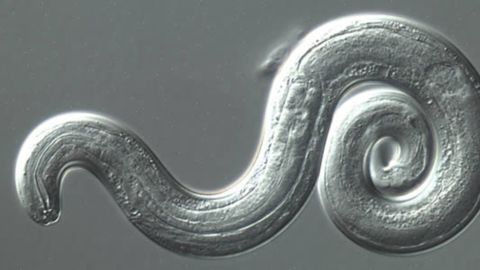 Rat 'lungworm' that can invade the human brain found in Georgia rodents | Live Science