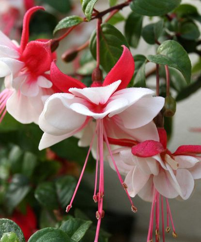 How to care for fuchsias in a hanging basket: top tips | Homes and Gardens