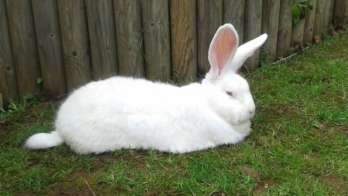 How to choose the right pet rabbit | PetsRadar