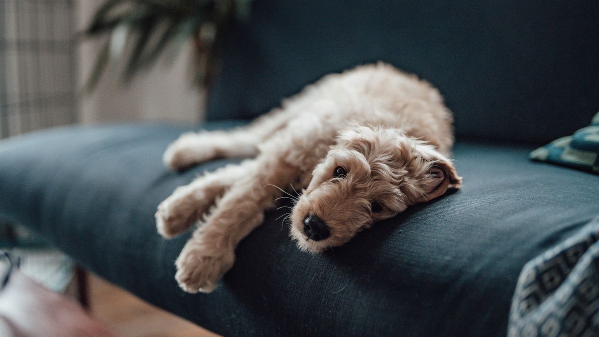 Down syndrome in dogs: Does it exist and what can resemble the ...