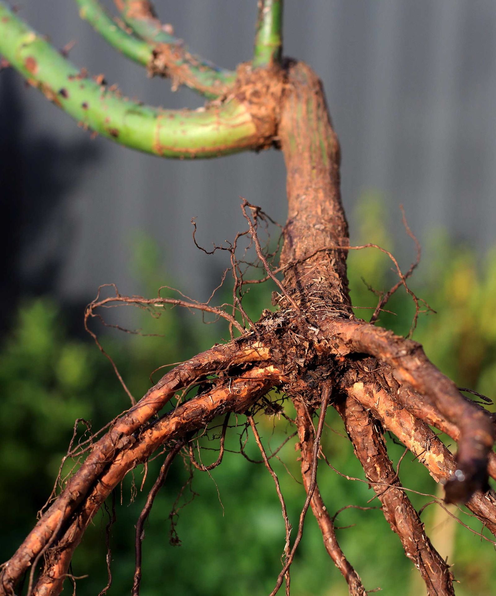 Roses care and growing guide: expert tips for these blooms | Gardeningetc