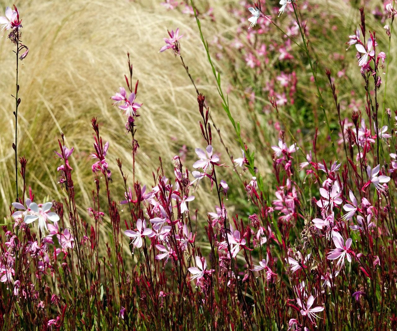 How to grow gaura – boost your yard with glorious beeblossom | Homes ...