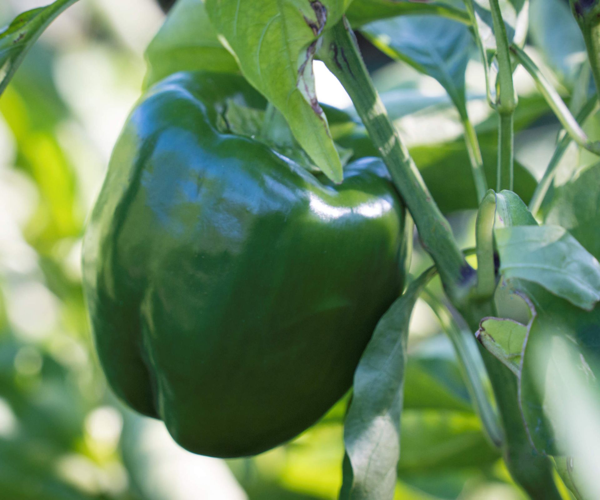 How to ripen bell peppers faster: a quick hack that works | Homes and ...