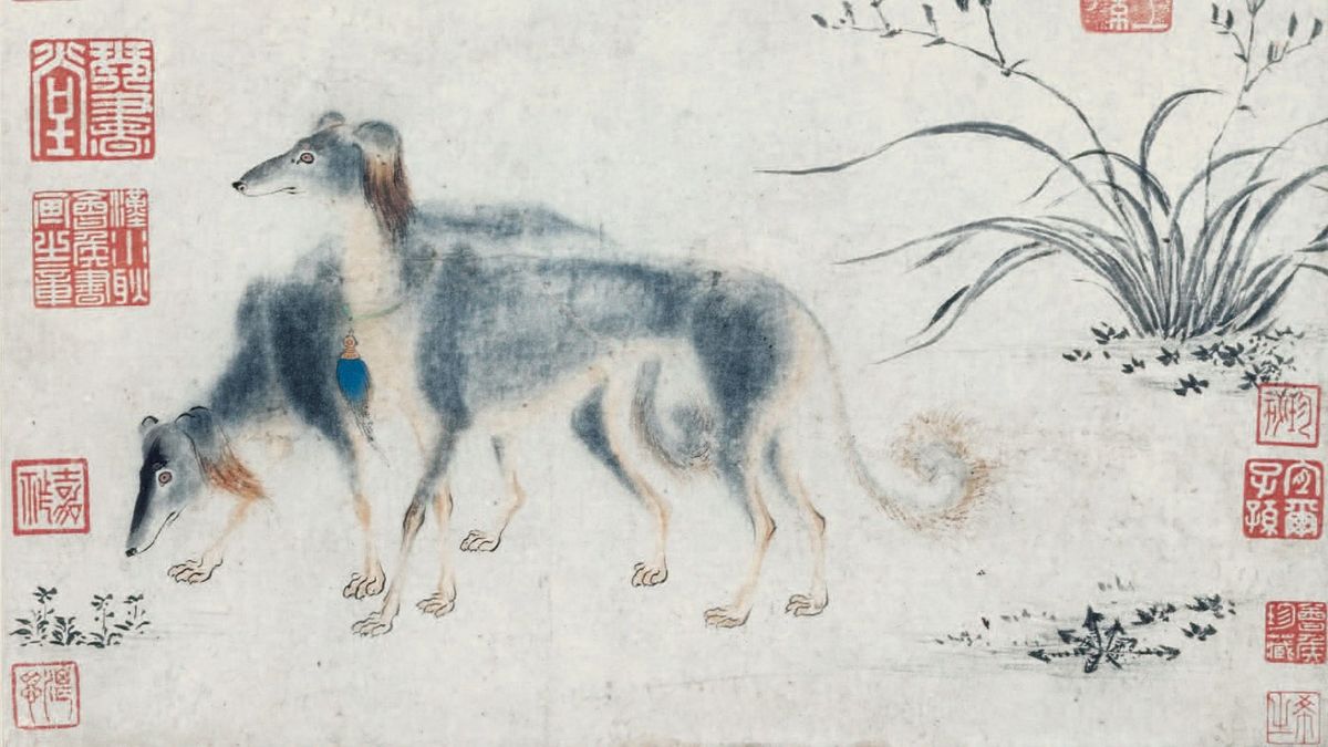 What is a sighthound? 29 sighthound breeds and what you need to know ...