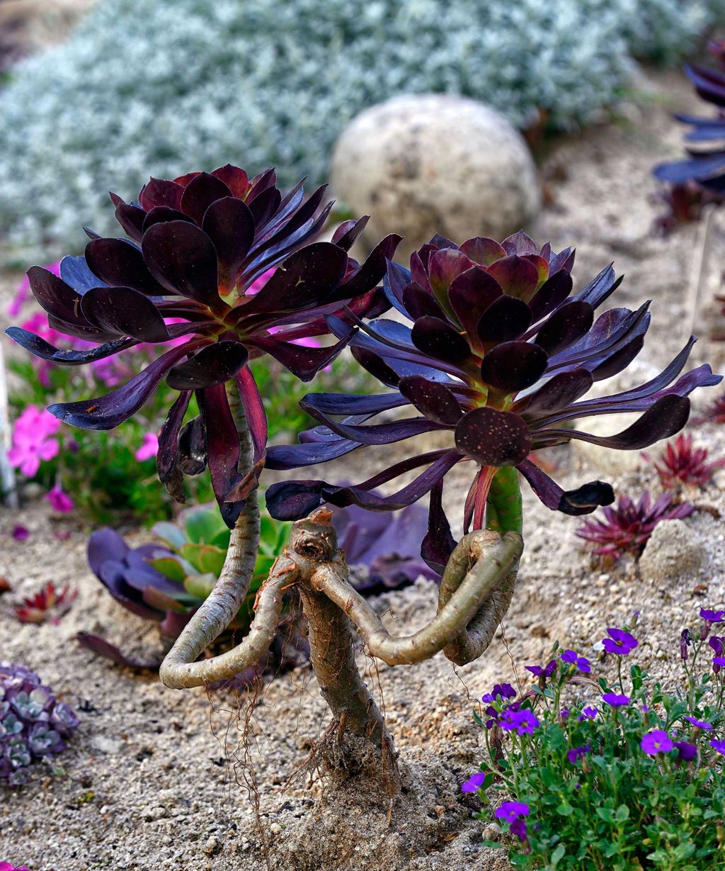 How to grow plants in sand instead of soil: expert advice | Homes and ...