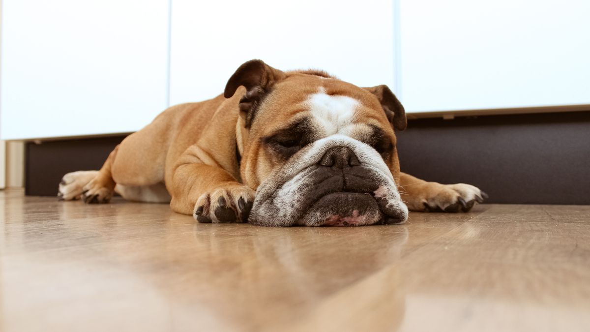 16 best dog breeds for remote workers | PetsRadar