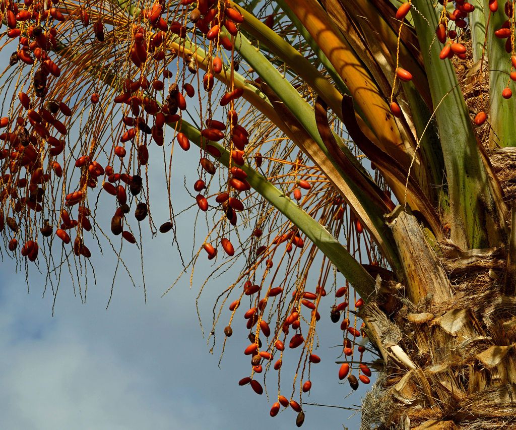 Date Palm Tree Care Basics: Grow And Cultivate Date Palms | Gardening ...