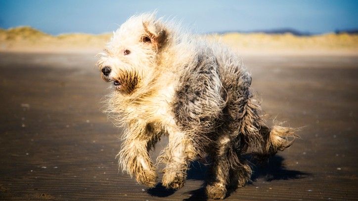 Ten of the hardest dogs to train | PetsRadar