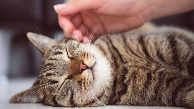 32 fun facts about American shorthair cats | PetsRadar