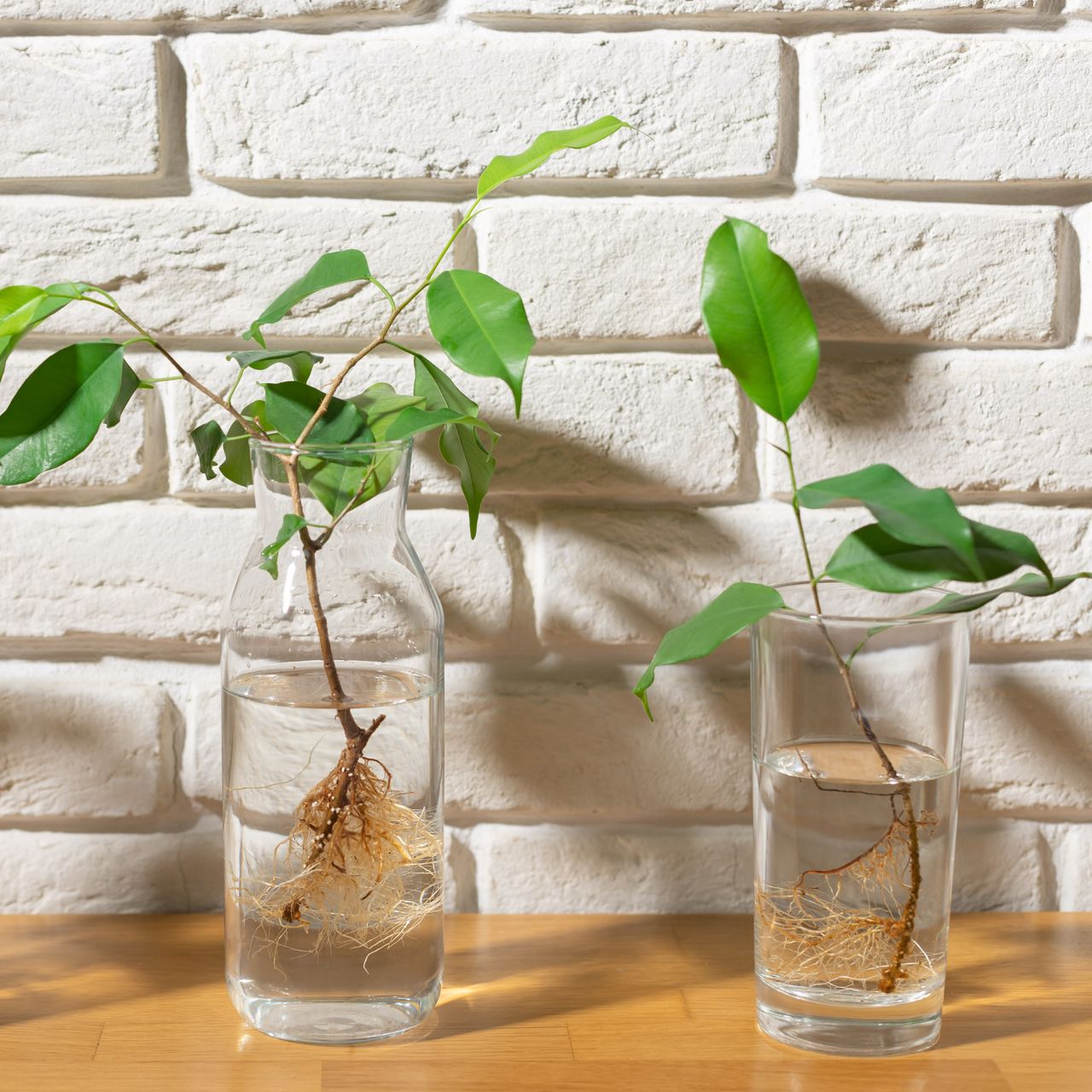 What is a propagation station? A comprehensive guide | Ideal Home