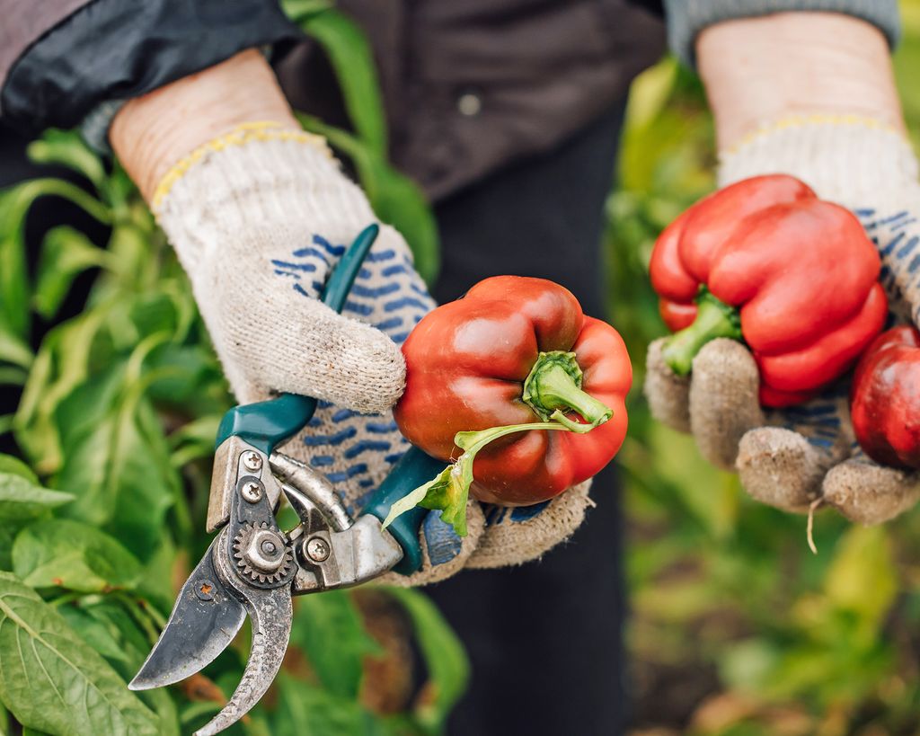 6 Golden Rules Of Harvesting Vegetables: For Perfect Produce ...
