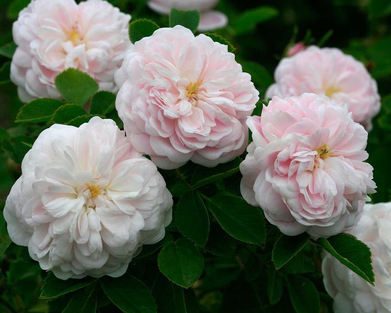 Types of roses: 11 beautiful varieties for your garden | Gardeningetc
