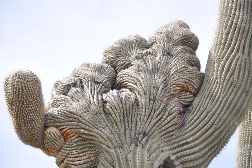 Photos: Inside the Bizarre World of the Crested Saguaro Cactus | Live ...
