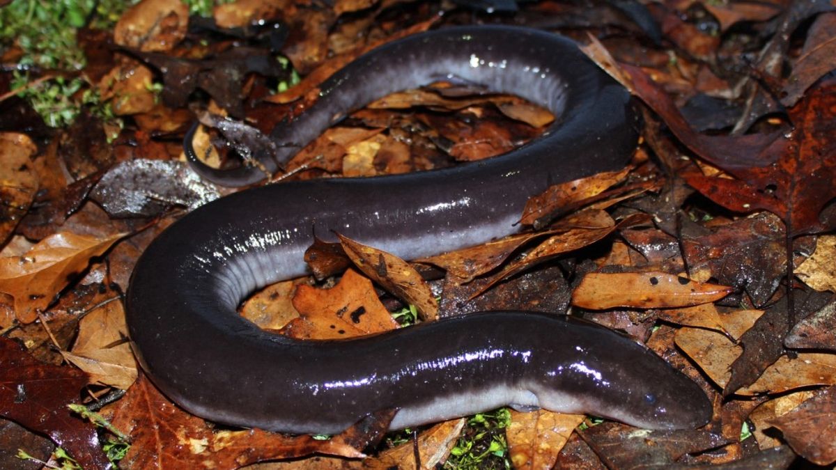 Man nearly dies after inserting live eel ‘to cure constipation’ | The Week
