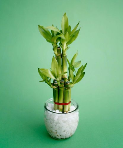 How to repot an indoor bamboo: tips for lucky bamboo | Homes and Gardens