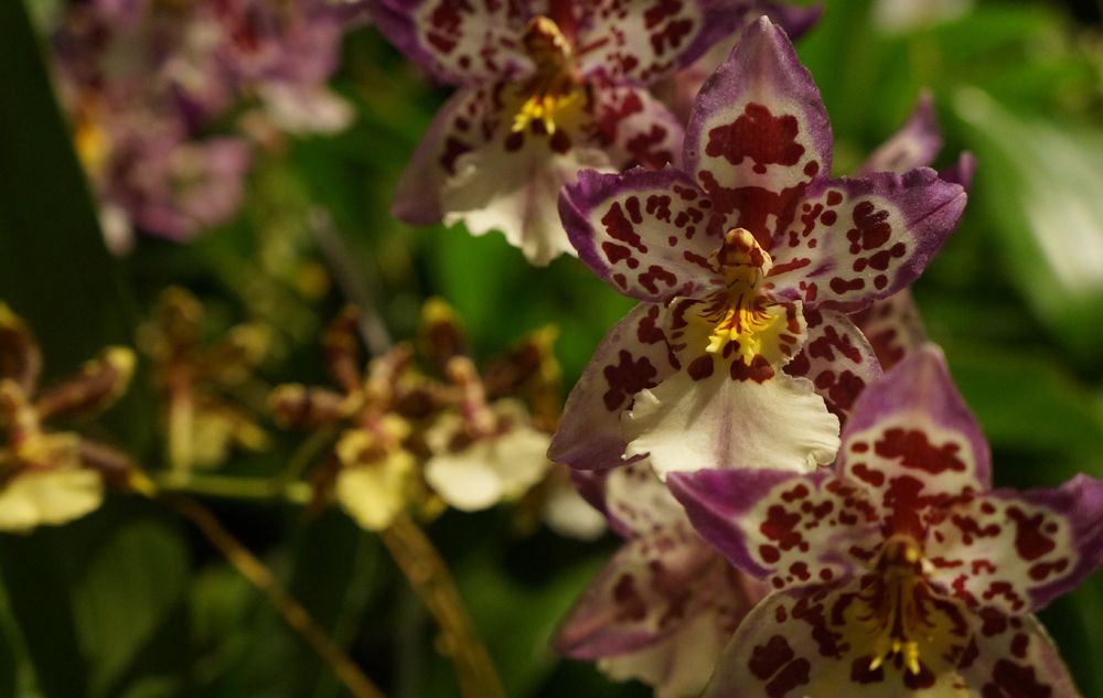 The Orchids of Latin America (Gallery) | Flowers in Photos | Live Science