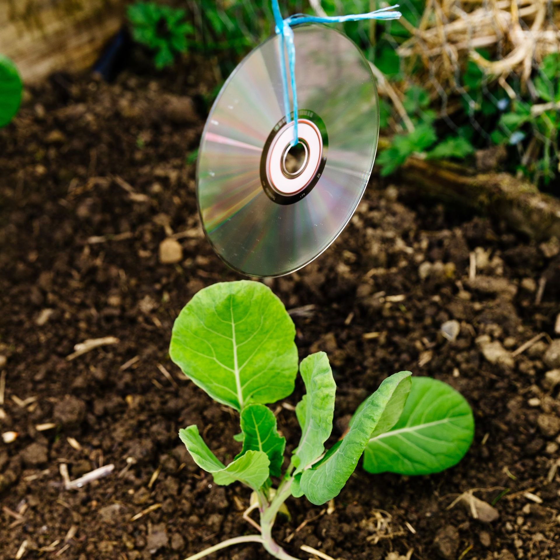 This clever garden hack uses old CDs to protect your veg | Ideal Home