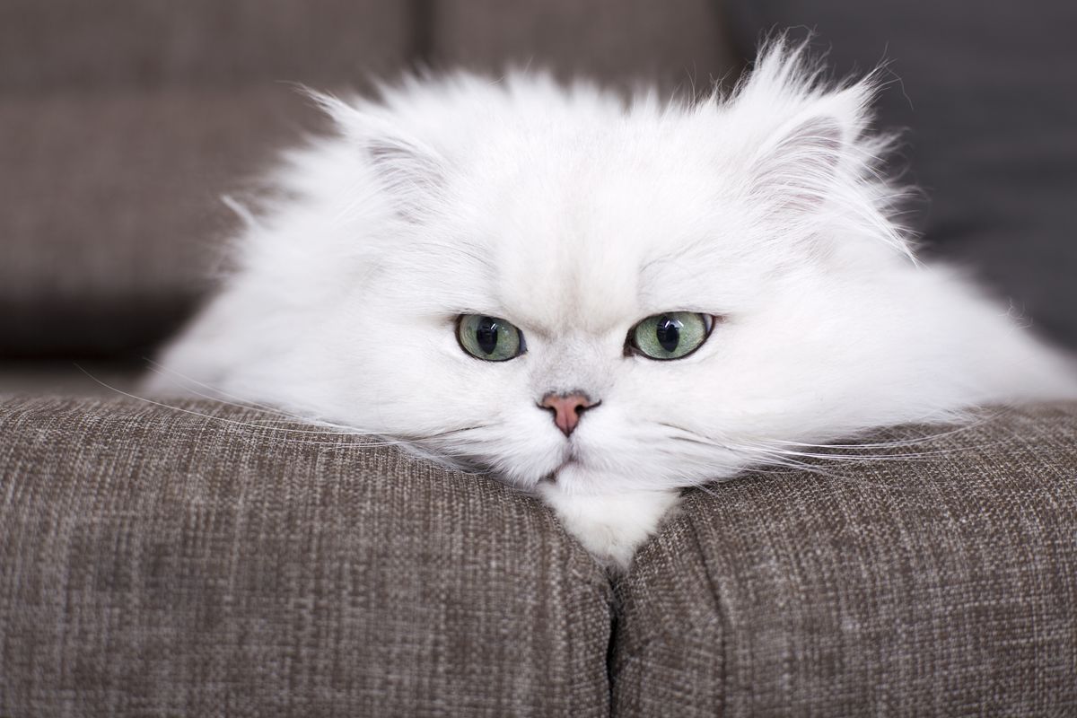 32 reasons to love Persian cats | PetsRadar