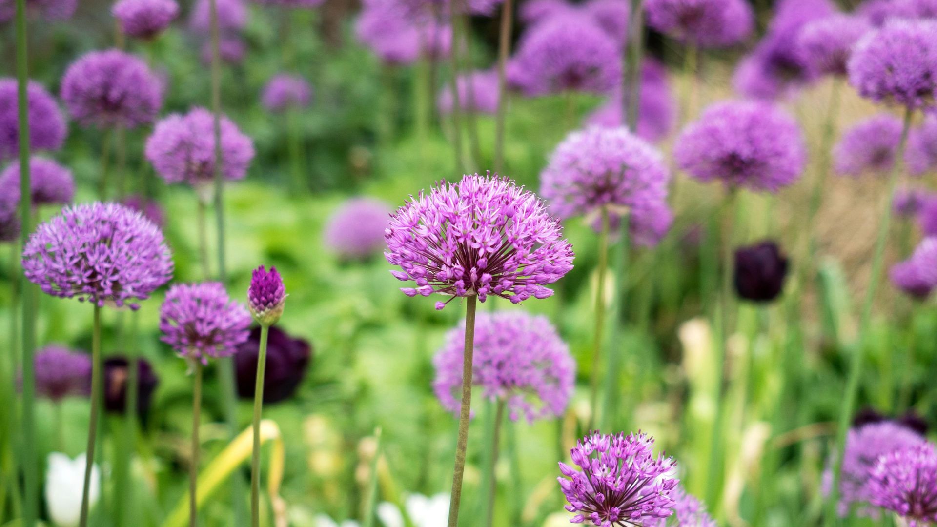 How long do alliums flower for? What you can do to extend it | Ideal Home