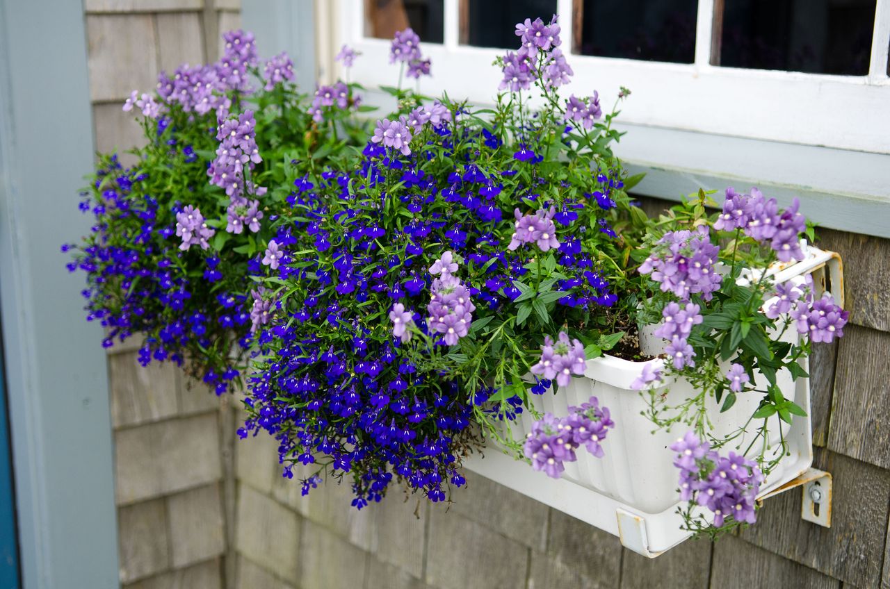Best plants for window boxes: add these top picks to your displays ...
