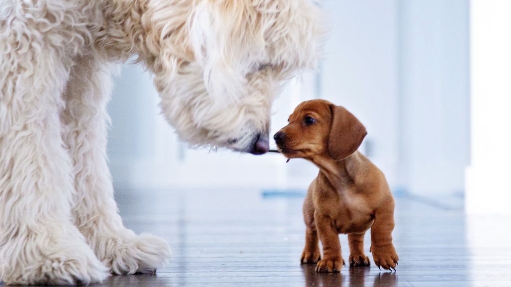 32 differences between a puppy and a dog | PetsRadar