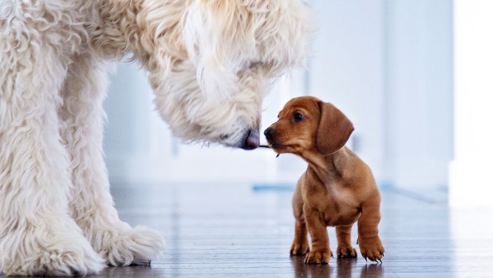 32 differences between a puppy and a dog | PetsRadar