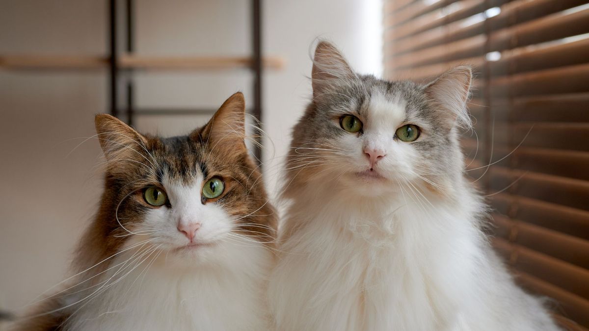 Norwegian Forest cat: Breed profile and information | PetsRadar