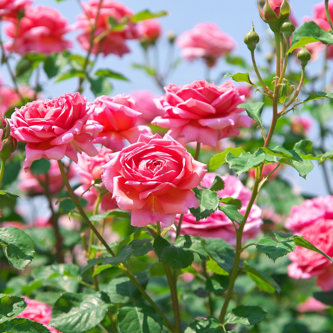Tips & Information about Roses | Gardening Know How