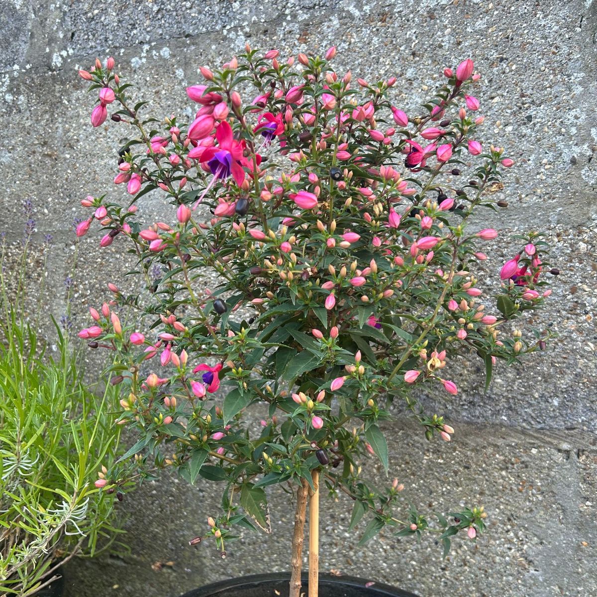 How to prune fuchsias – the techniques you need to try | Ideal Home