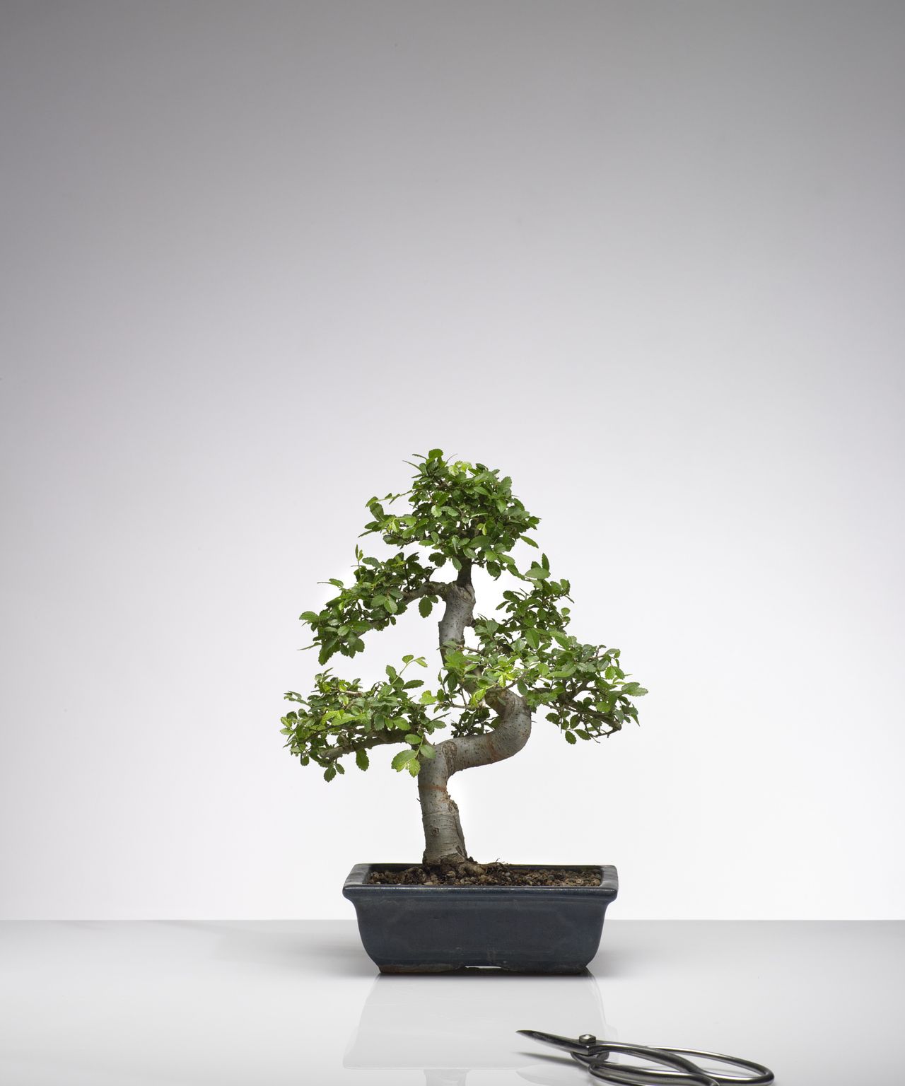 How to care for a bonsai tree: expert tips for growing | Homes and Gardens