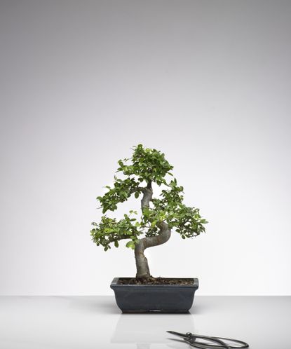Experts share how the art of bonsai can help mental health | Homes and Gardens