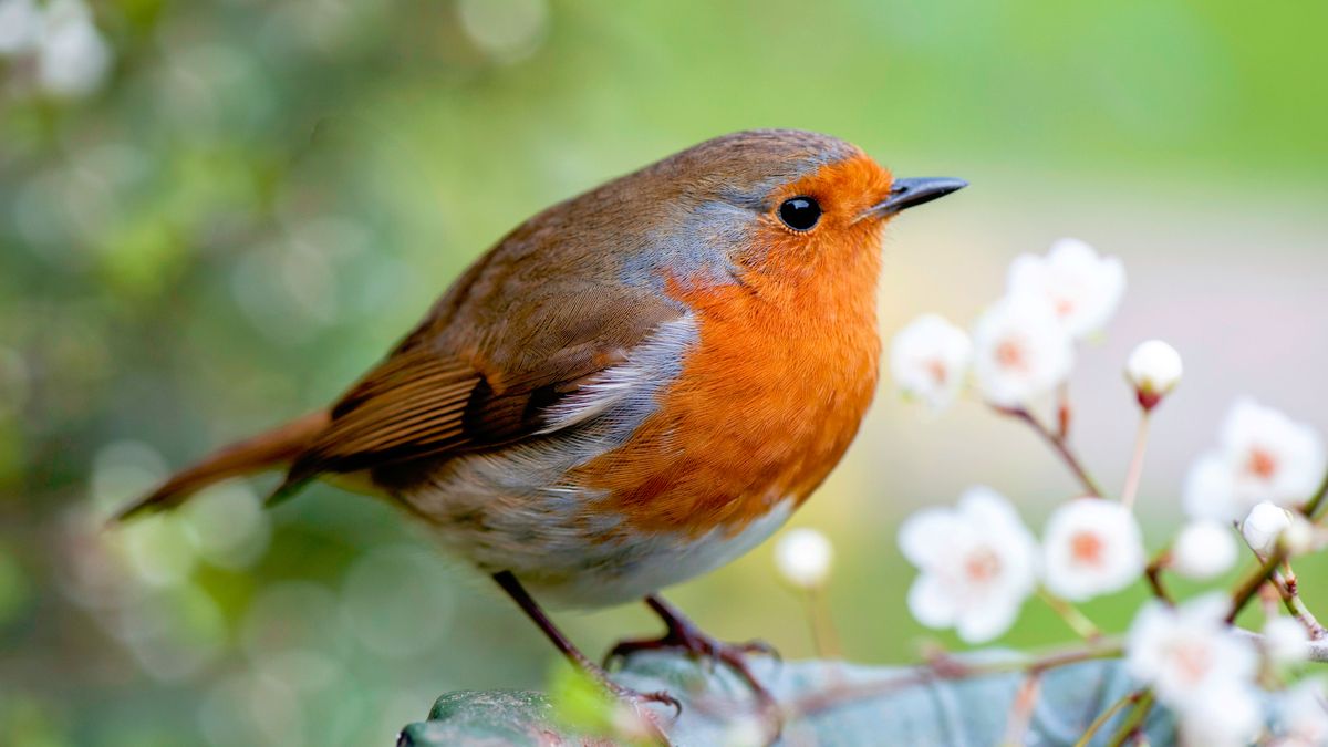 How to attract birds that eat slugs to your garden | Ideal Home