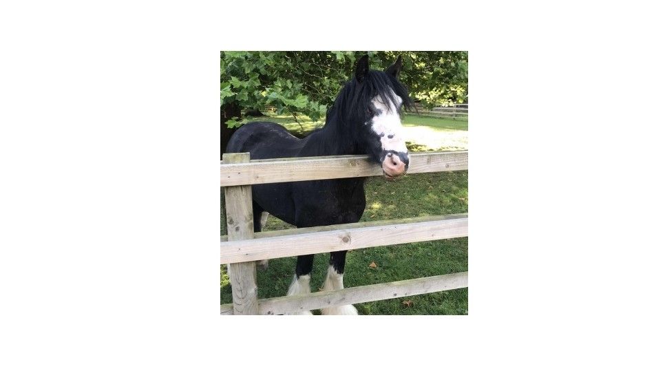 2020’s 5 Bravest Animals: The pets who deserve a medal this year ...