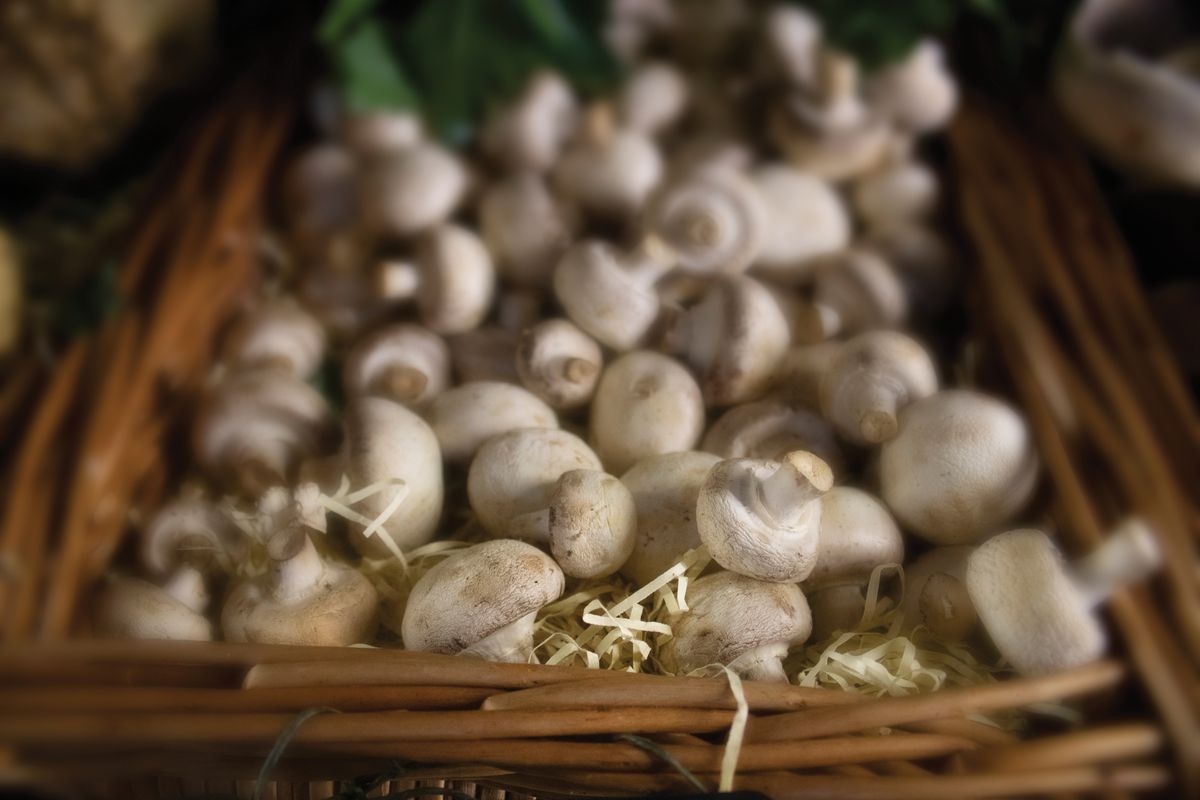 How to create a soft focus effect in Photoshop Elements | Digital ...