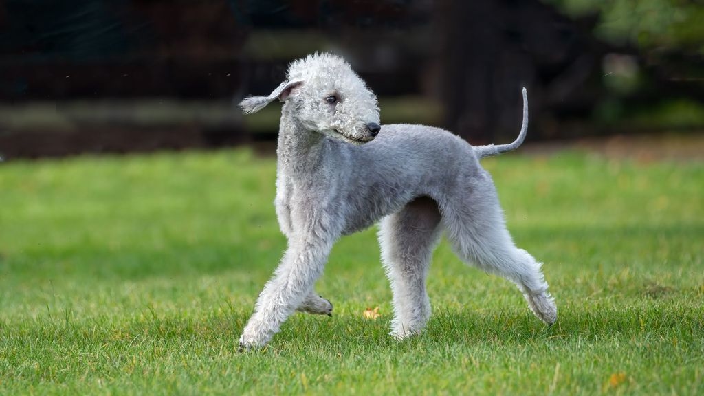 20 tireless terrier breeds | PetsRadar