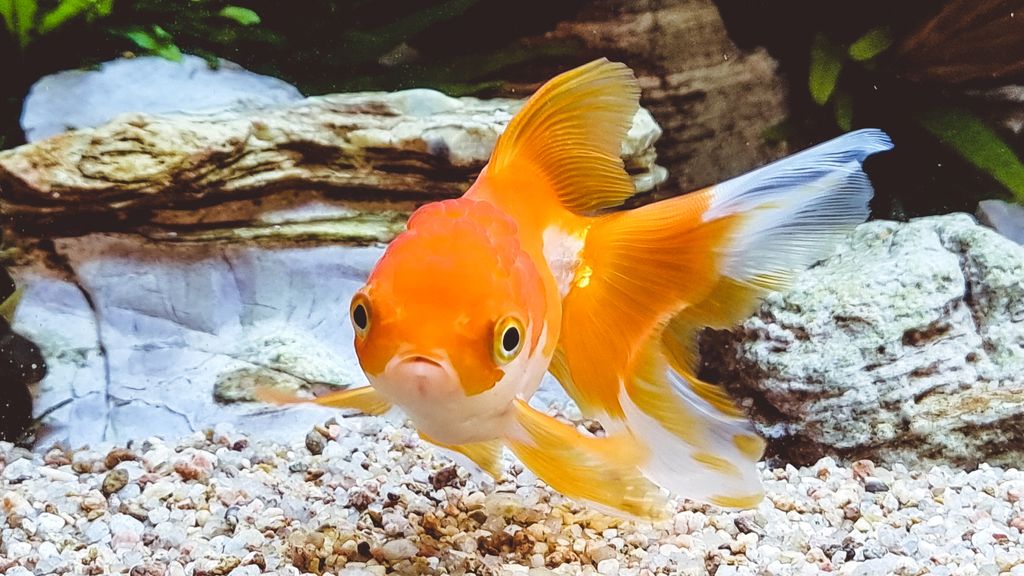 32 low-maintenance pets for busy pet parents | PetsRadar