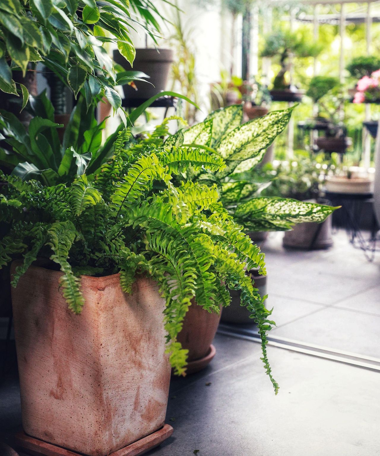 How to propagate a Boston fern: a step-by-step guide | Homes and Gardens