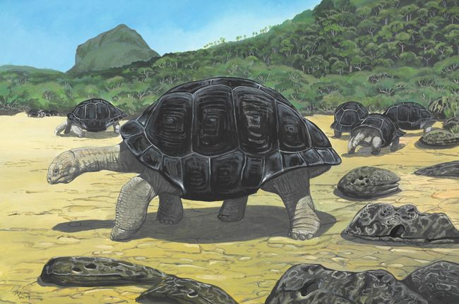 In Images: Wacky Animals That Lived on Mauritius | Live Science