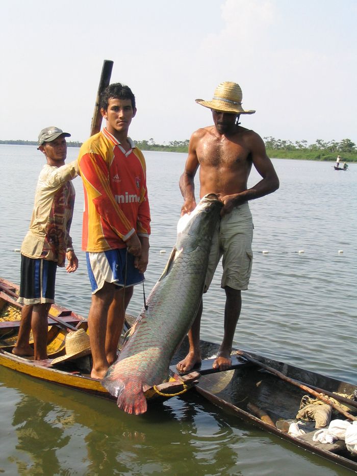 Amazing Arapaima: Photos of the Amazon's Biggest Fish | Live Science