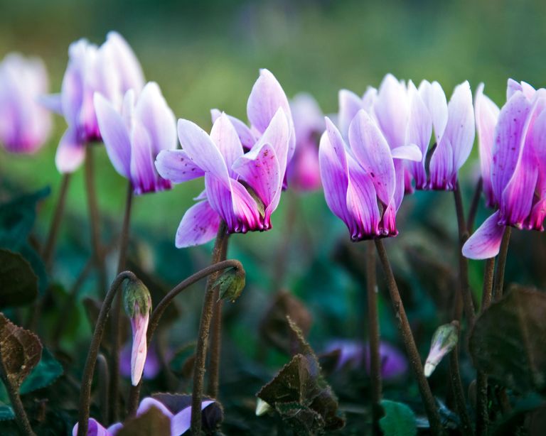 What to plant in September: our top 14 flowers to grow | Gardeningetc