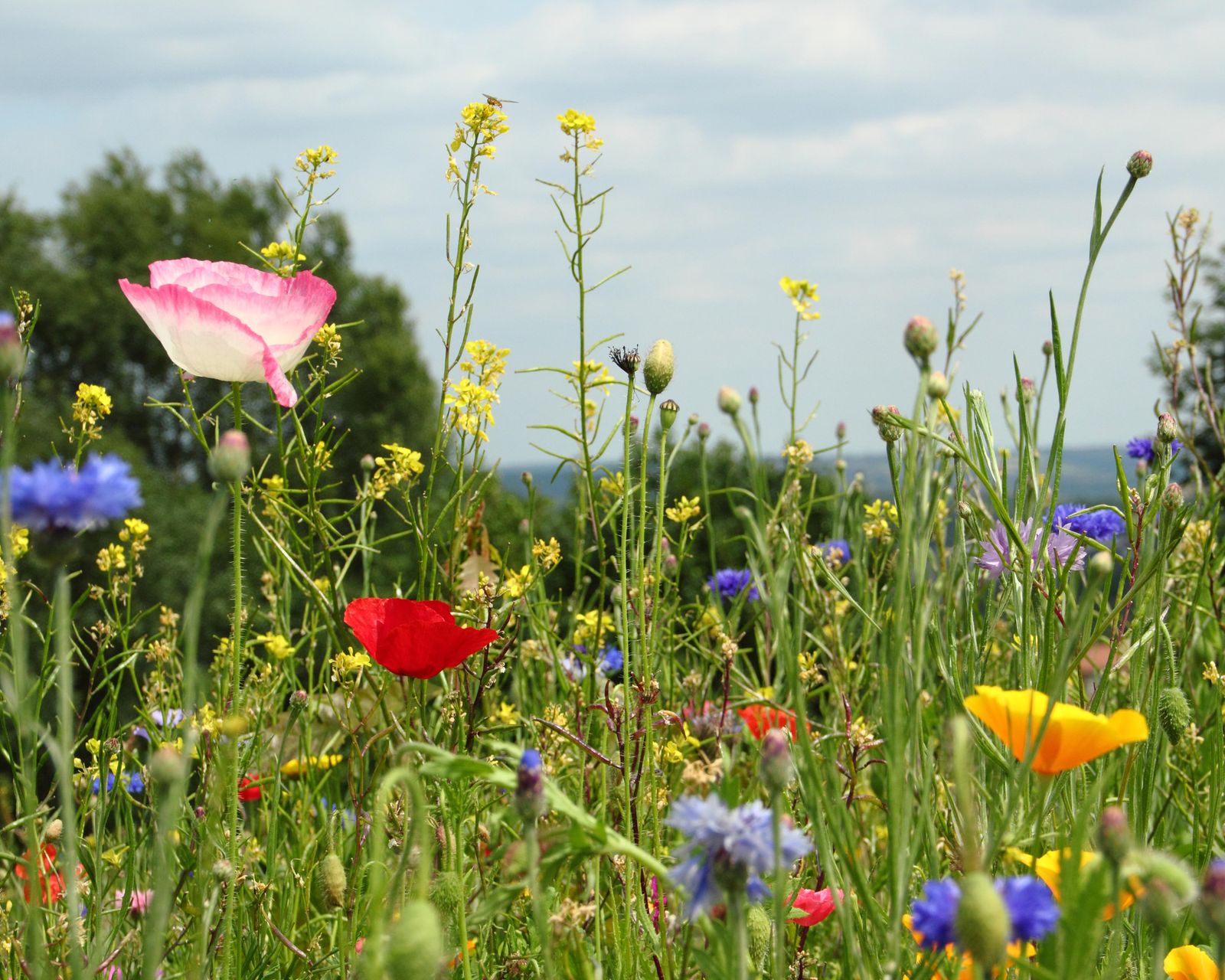 When to cut a wildflower meadow and what to do | Gardeningetc
