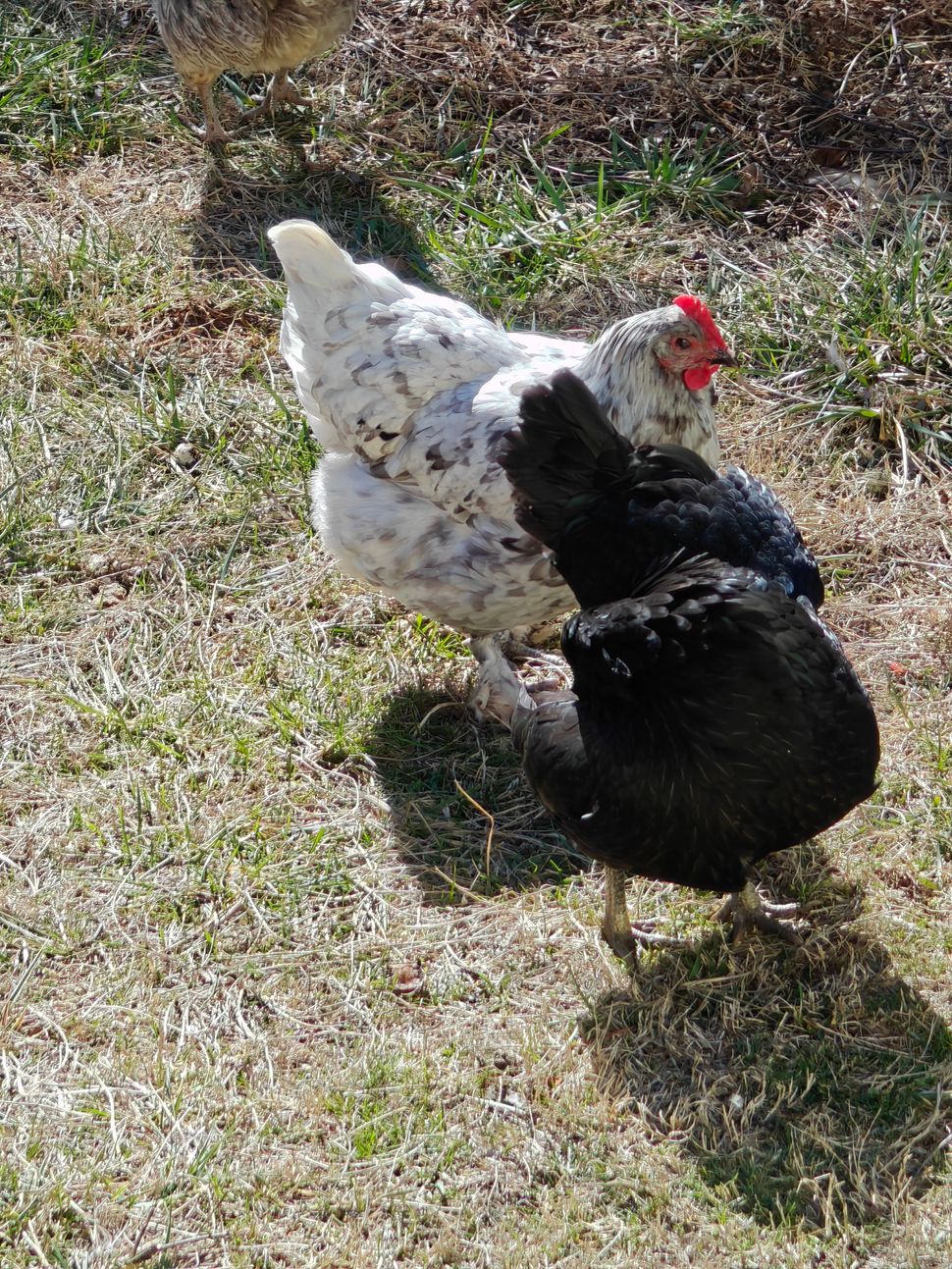 I compared the OnePlus 12 and 12R cameras. The results were surprising ...