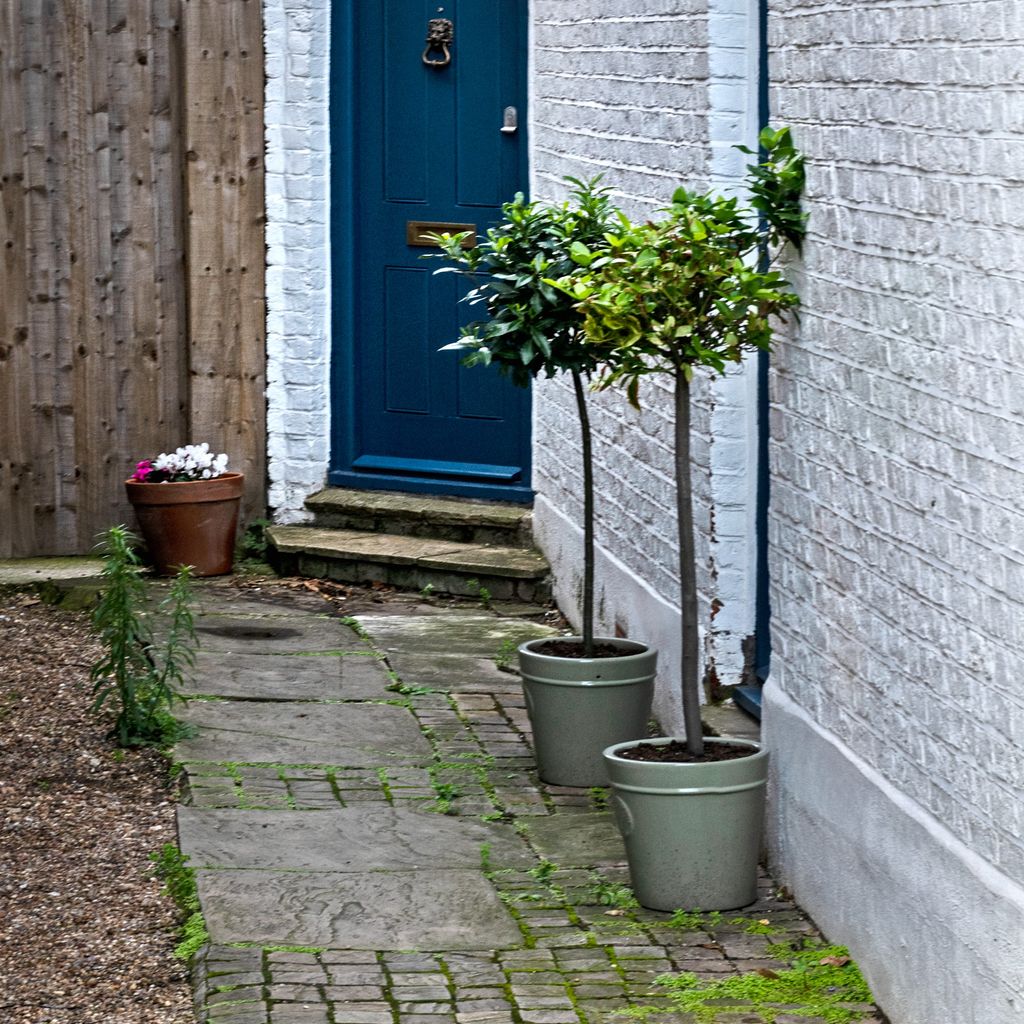 How to prune bay trees - 5 quick and easy steps | Ideal Home