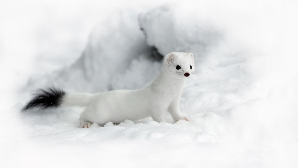 Skiers capture rare and cute footage of ermine popping in and out of ...