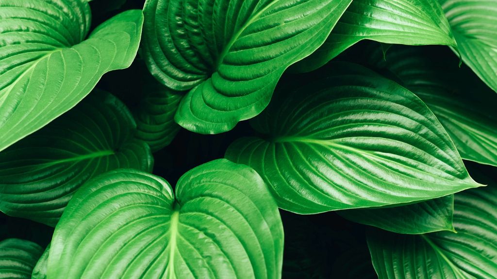 Hosta Care Guide - Grow Hosta Flowers And Foliage | Gardening Know How